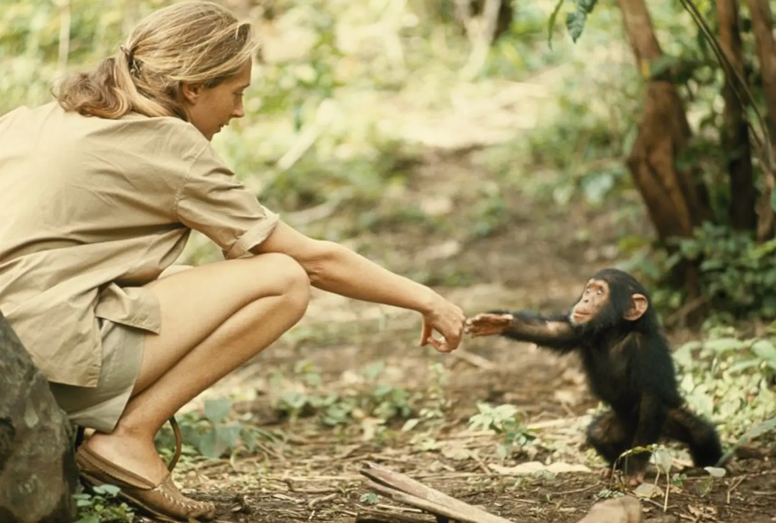 Jane Goodall, Renowned Conservationist, Passes Away at 91